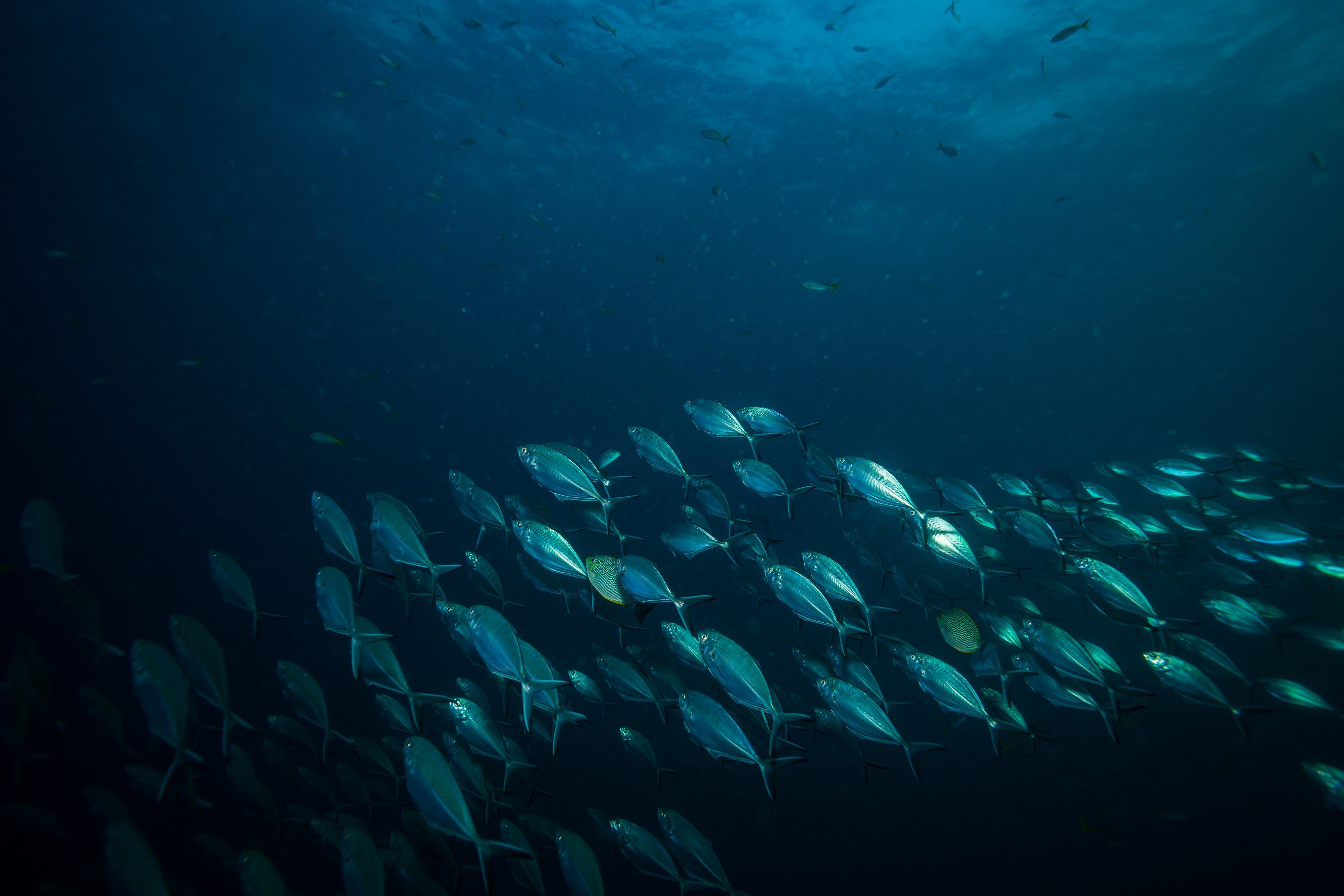 Sustainable fisheries management and biodiversity conservation of deep ...